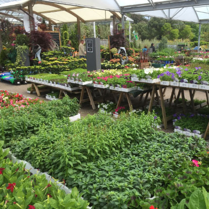 Garden Centre | Ransoms Garden Centre