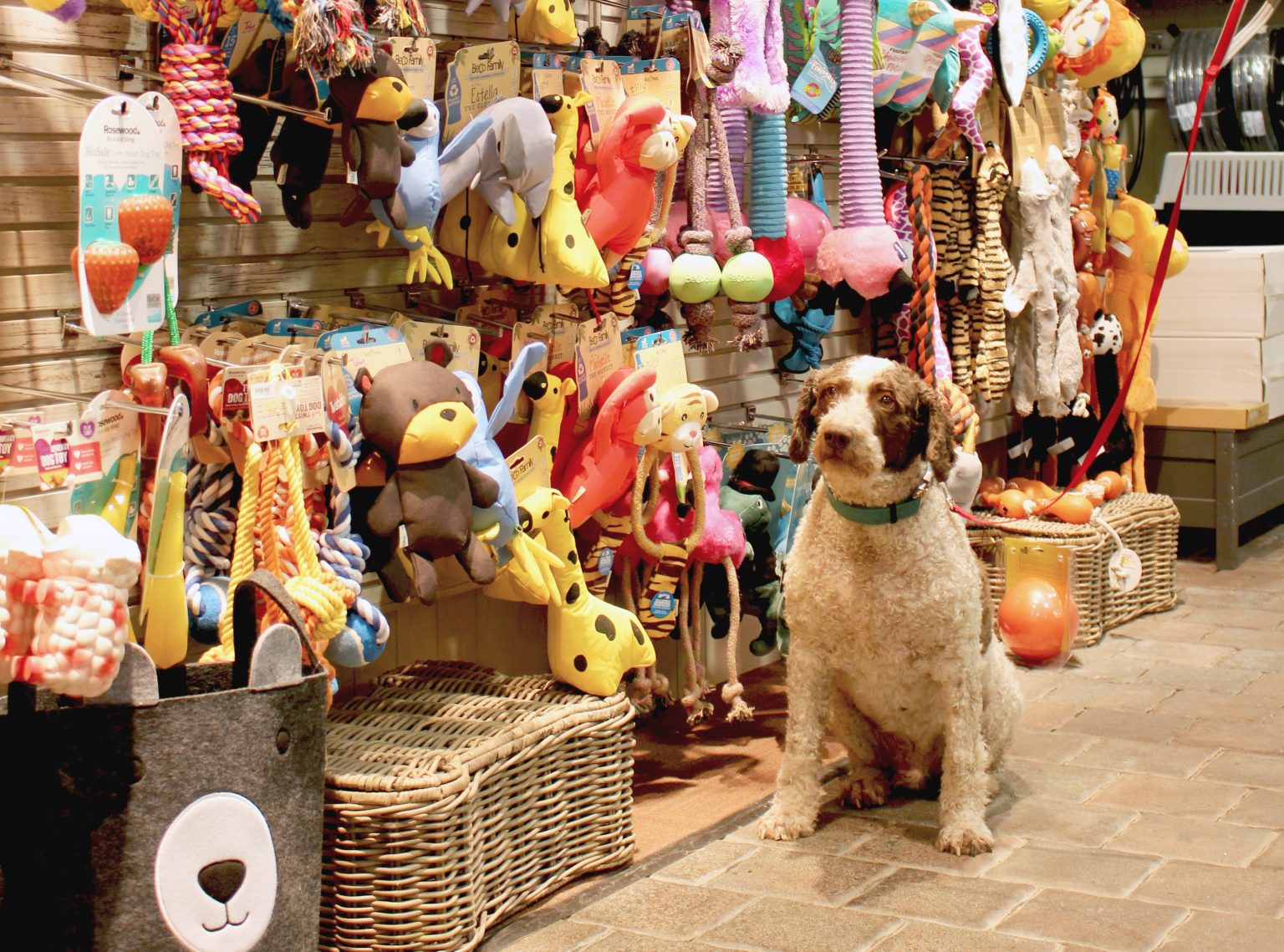 Pet food and pet supplies in Jersey | Ransoms Garden Centre