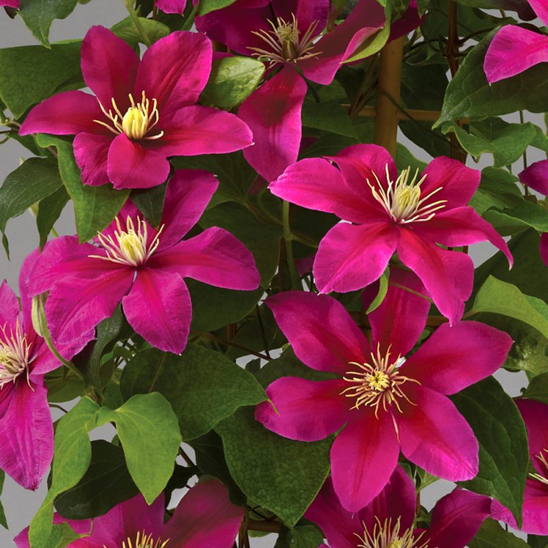 Plant of the Month: Clematis | Ransoms Garden Centre