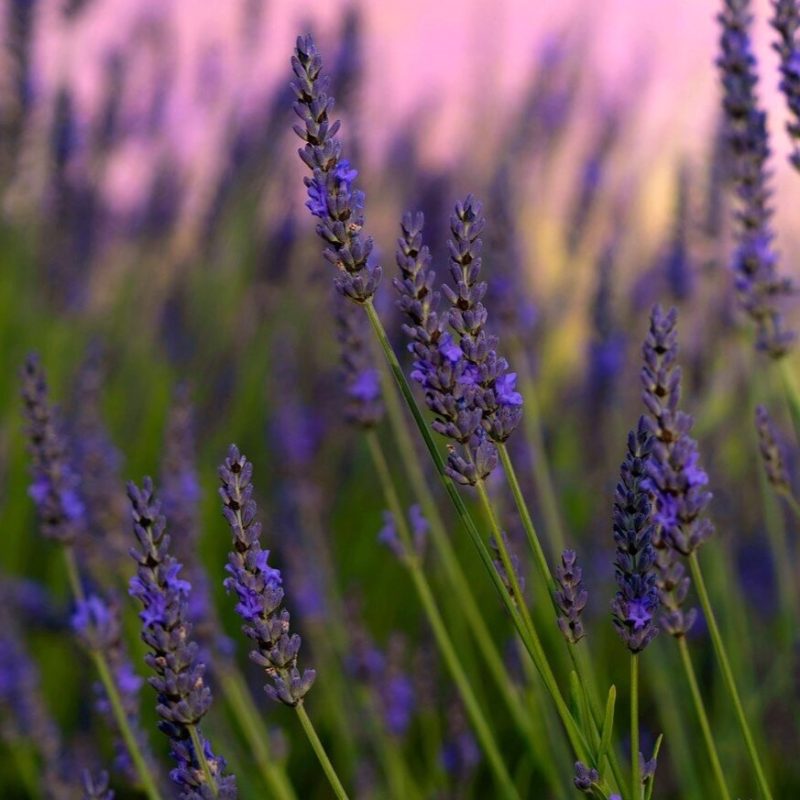 Plant of the Month: Lavender | Ransoms Garden Centre