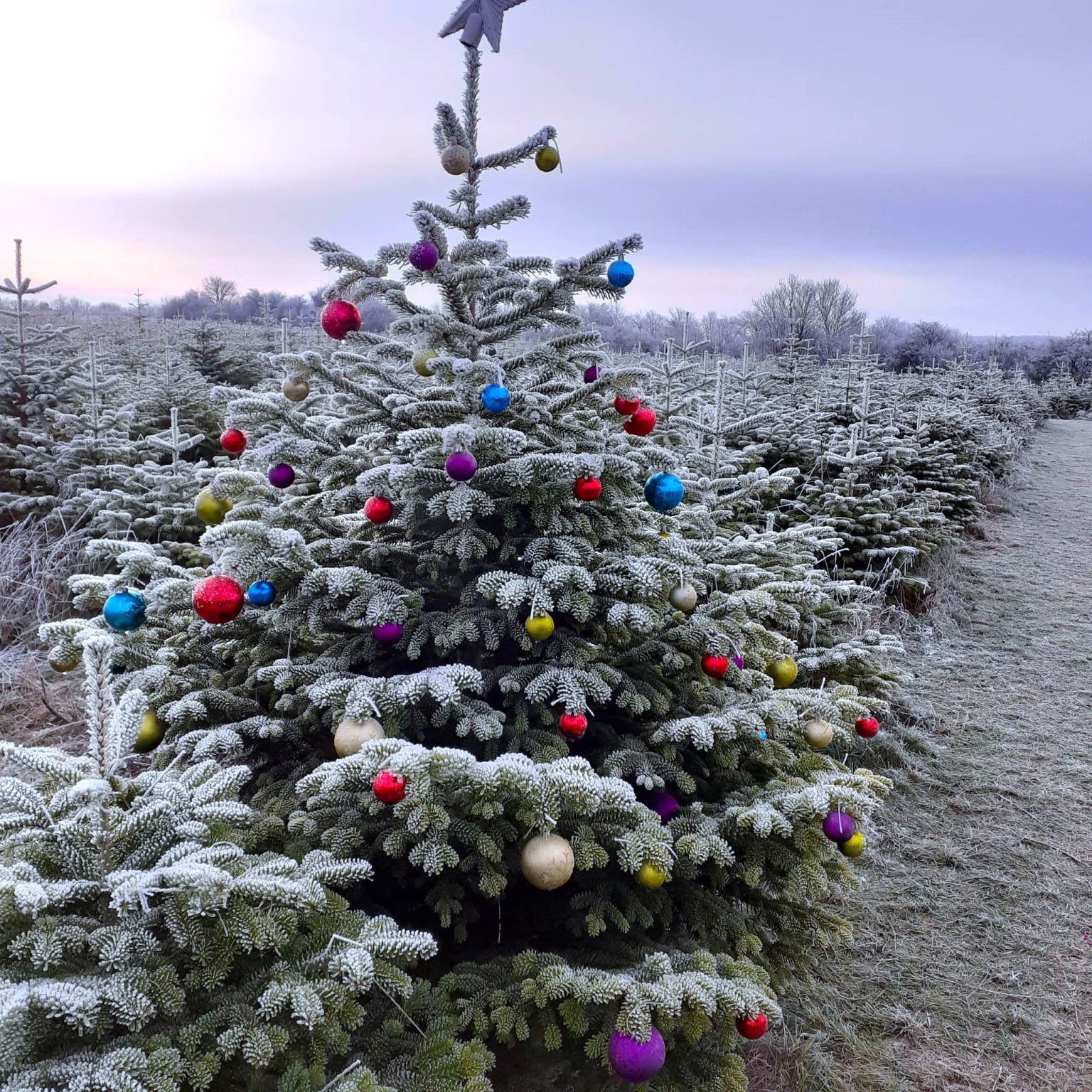 Plant of the Month: Abies Nordmanniana | Ransoms Garden Centre