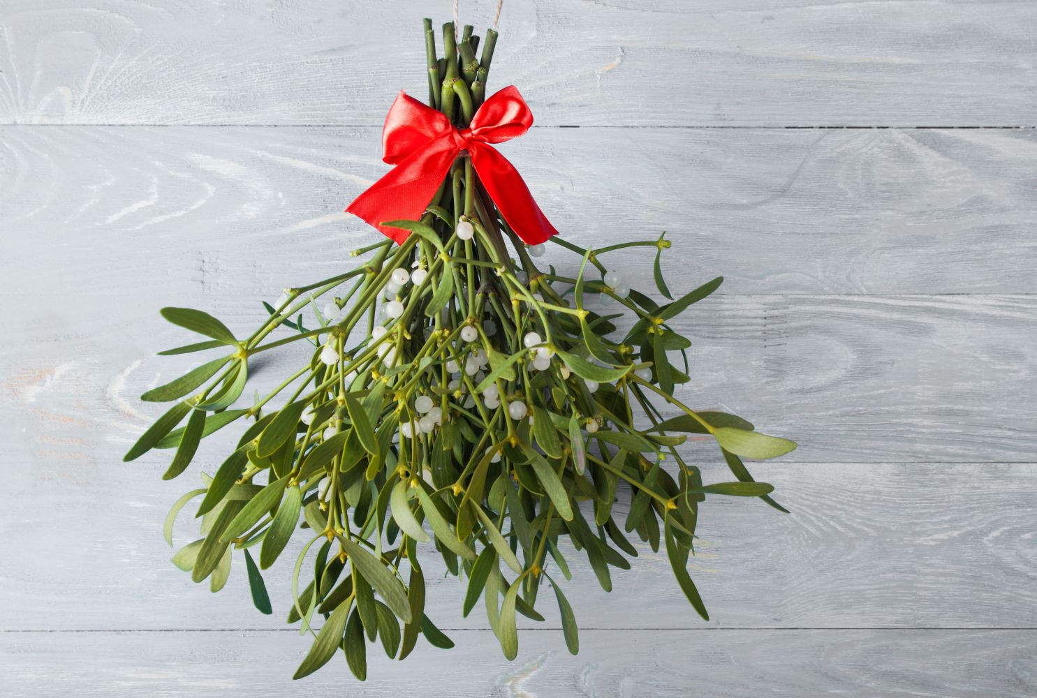 Plant of the Month: Mistletoe | Ransoms Garden Centre