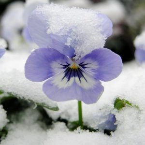 Plant of the Month: Winter Pansies and violas | Ransoms Garden Centre