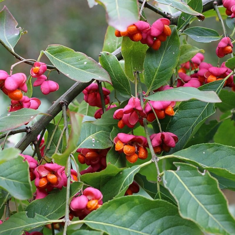 Plant of the Month: European Spindle Tree (Euonymus Europaeus ...