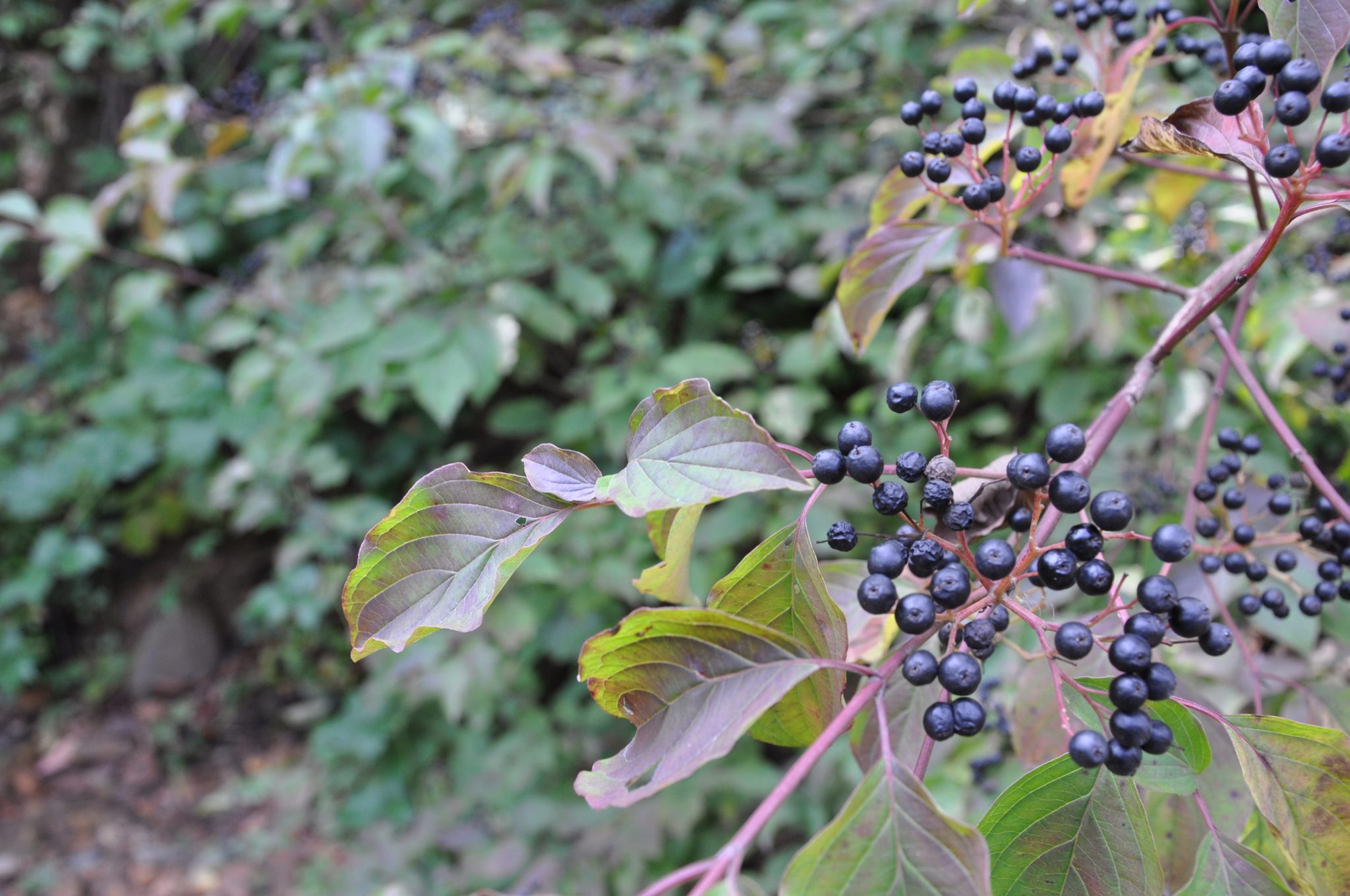 Plant of the Month: Common Dogwood (Cornus sanguinea) | Ransoms Garden ...